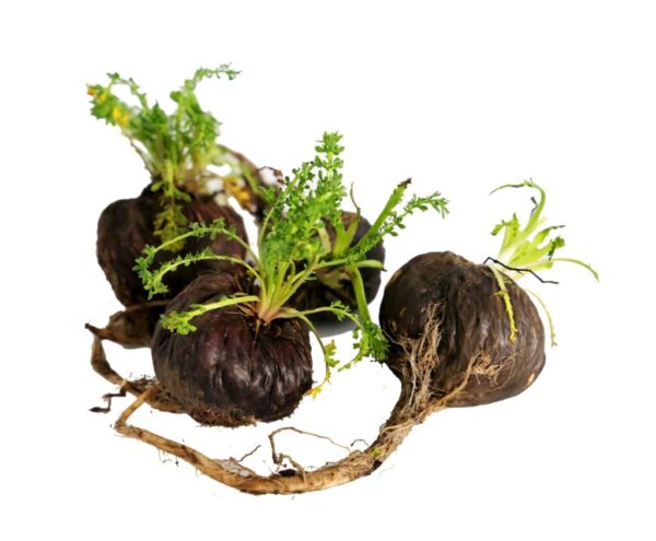 The Power of Black Maca: Benefits and Uses – A`Life